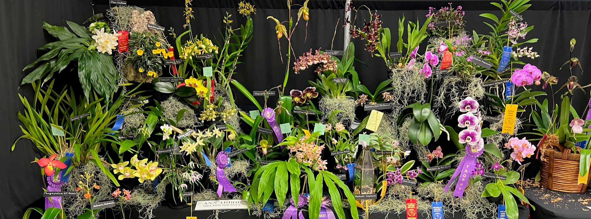 Ann Arbor Orchid Society
